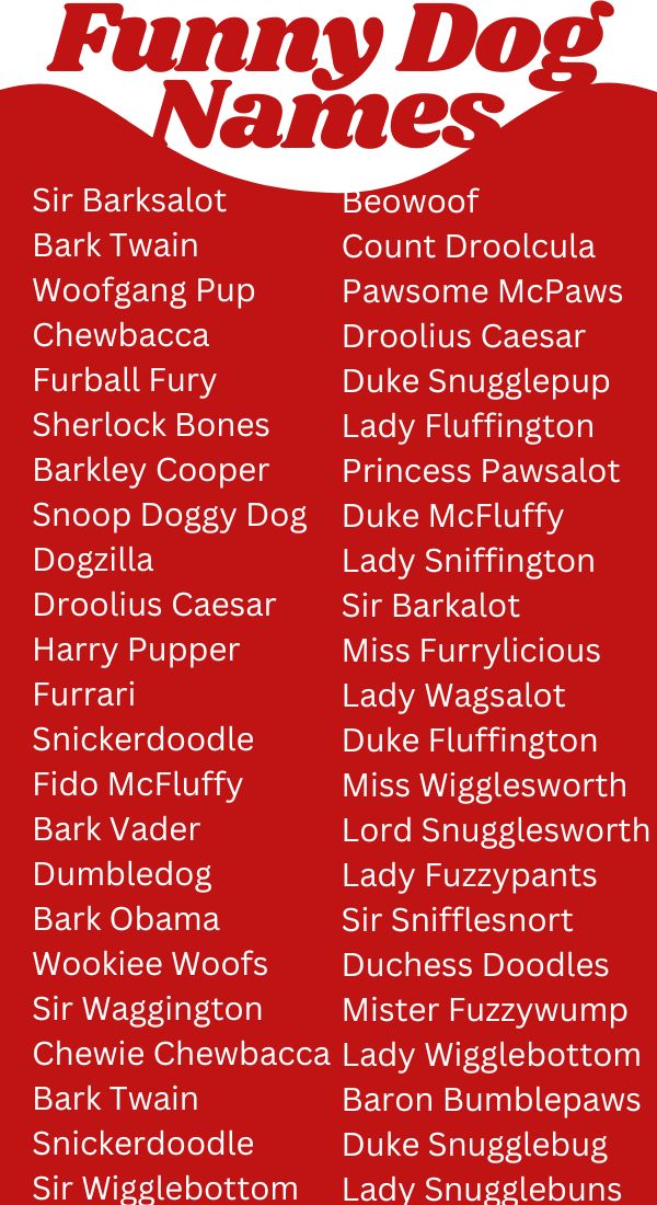 480+ Funny Dog Names Unique Creative Hilarious Cool & Cute