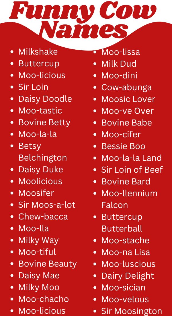 490+ Funny Cow Names Creative Unique Hilarious Cool & Cute