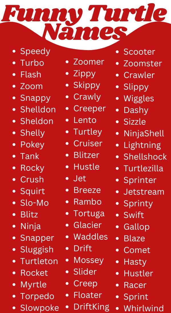 500+ Funny Turtle Names Creative Unique Cute Epic & Cool