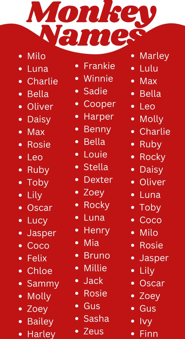 550+ Funny Monkey Names Creative Interesting Cool & Cute
