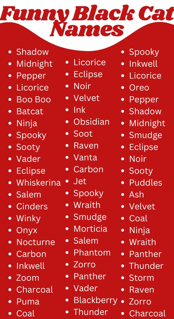 500+ Funny Black Cat Names Unique Creative Stylish & Cool