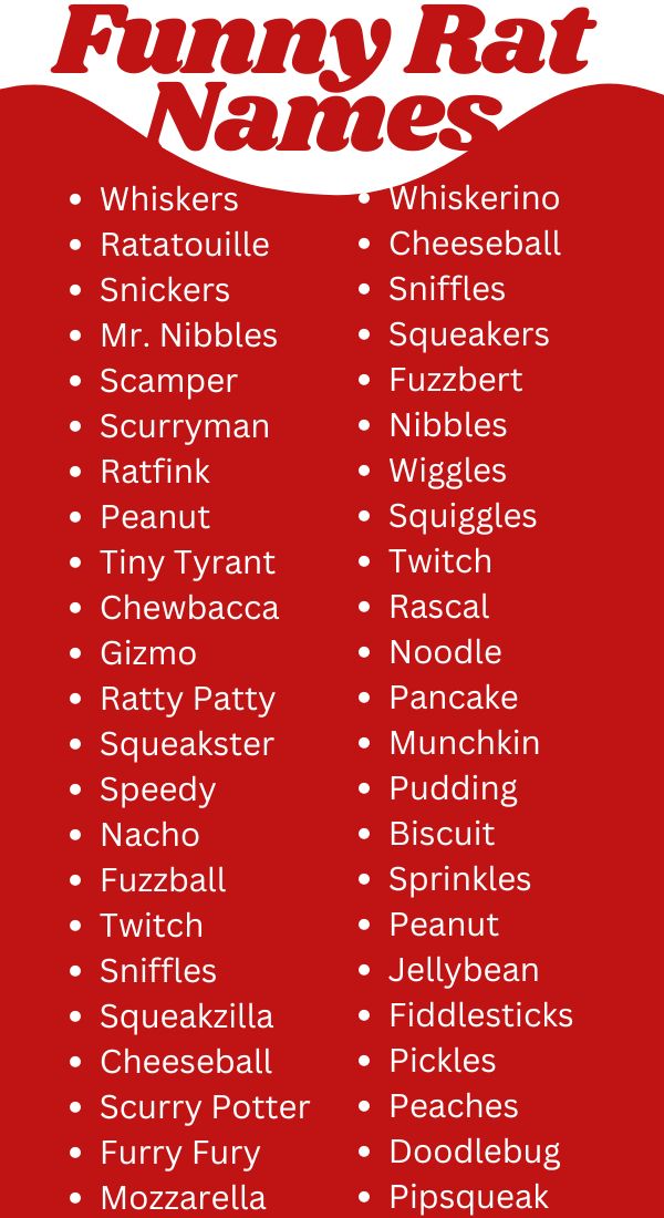 500+ Funny Rat Names Unique Creative Cool Swag & Epic Ideas