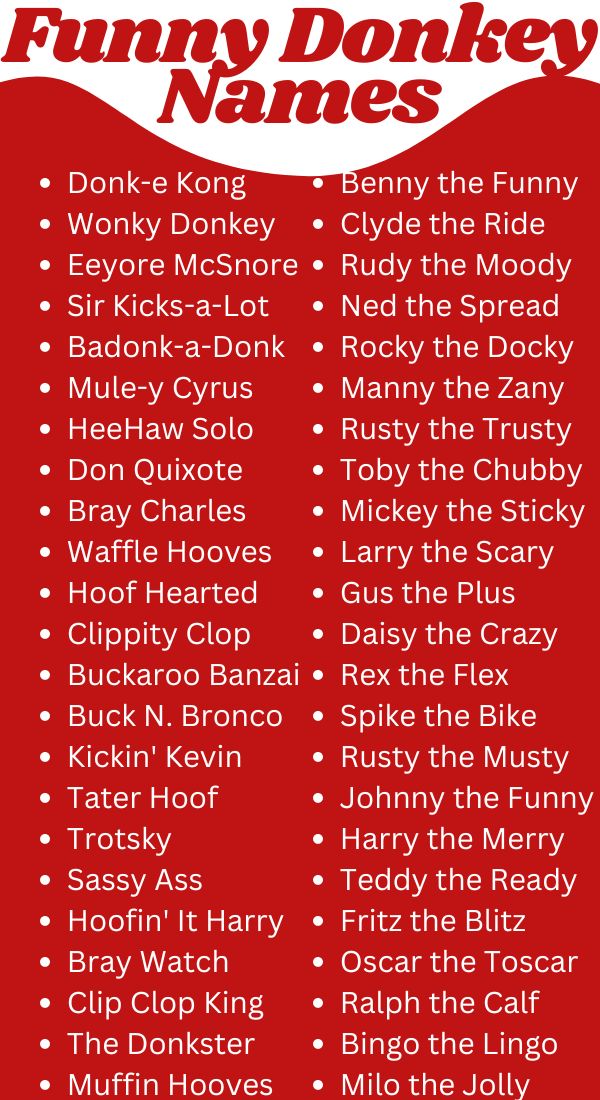 570+ Funny Donkey Names Unique Creative Catchy Cool & Cute