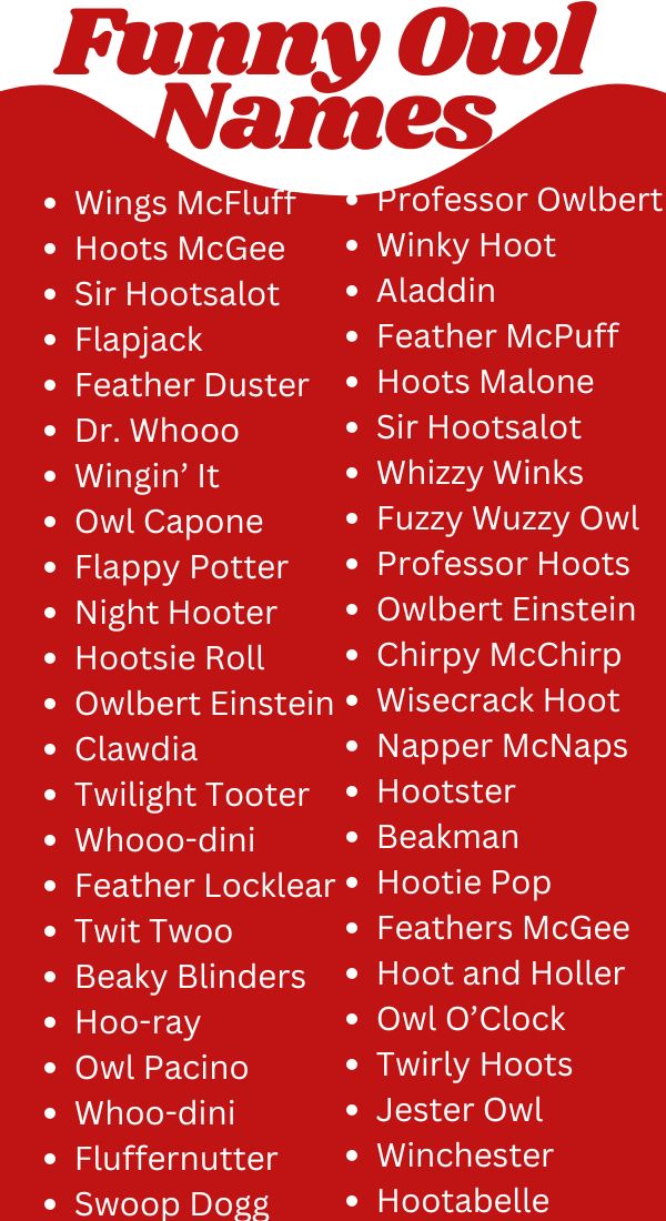 600+ Funny Owl Names Unique Creative Stylish Cute & Cool