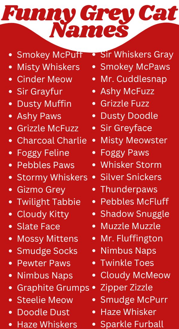 530+ Funny Grey Cat Names Creative Unique Stylish & Cool